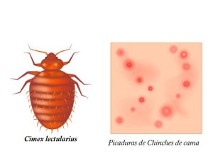lllᐅ Tratamiento para picaduras de chinches de cama | Síntomas
